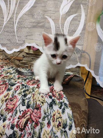 Сладкие крошки ищут хозяев, отдадим в добрые руки