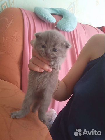 Шотландские вислоухие котята