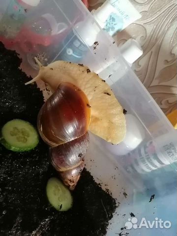 Улитка ахатина