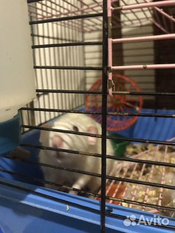 Отдам клетку и крысу