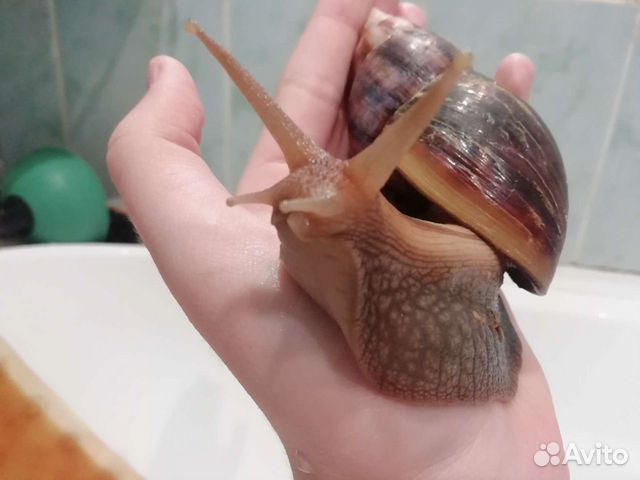 Улитка ахатина фулика