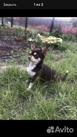 Собака в дар чихуахуа