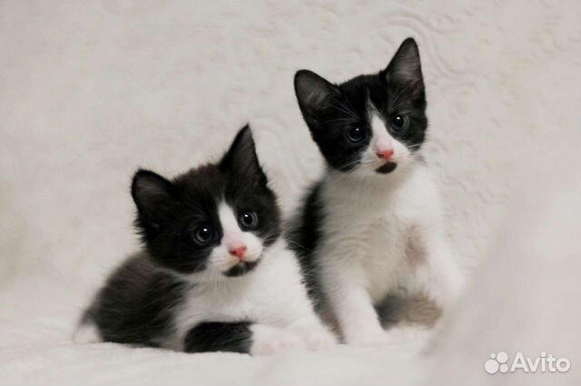 Милые котята, 1,5 месяца