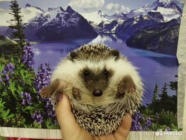 Африканский еж
