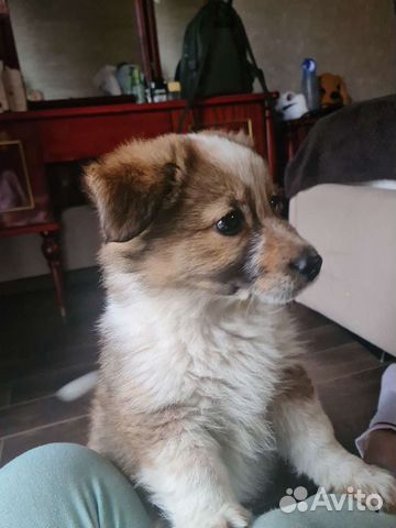 Маленькая собака