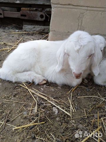 Нубийский козлик