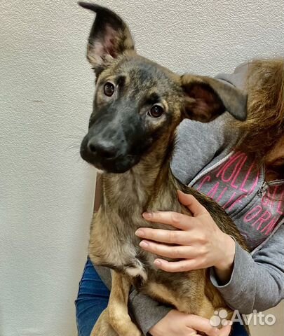 Собаки бесплатно в добрые руки