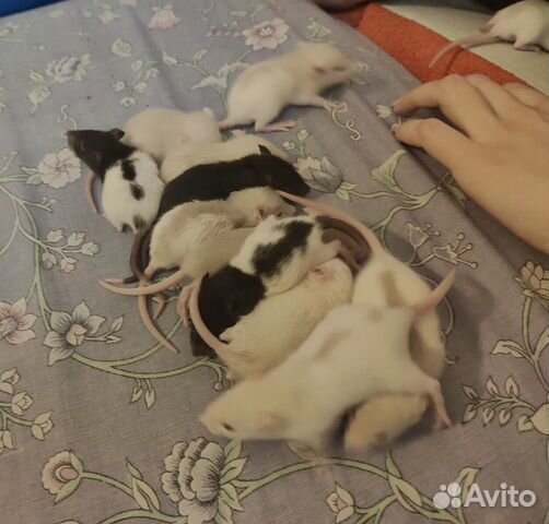 Крыса домашняя