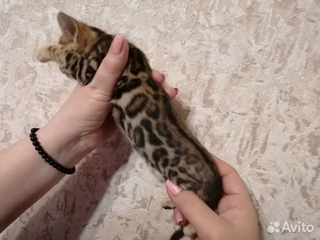 Бенгальская кошка