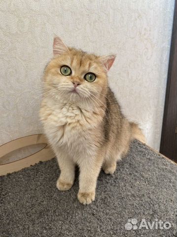 BRI ny11 10мес