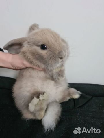 Кролик баран вислоухий Mini Lop