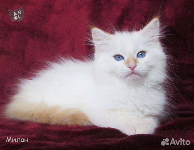 Невские маскарадные котята