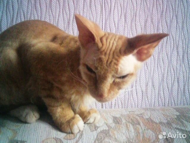 Коты в добрые руки