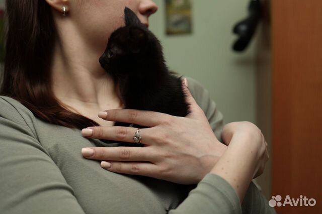 Котенок девочка 2 месяца Черная