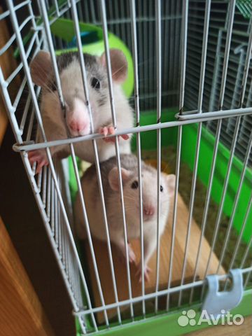 Ручные крысы Дамбо, 10 мес