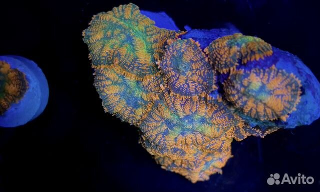 Родактис - коралл для морского аквариума