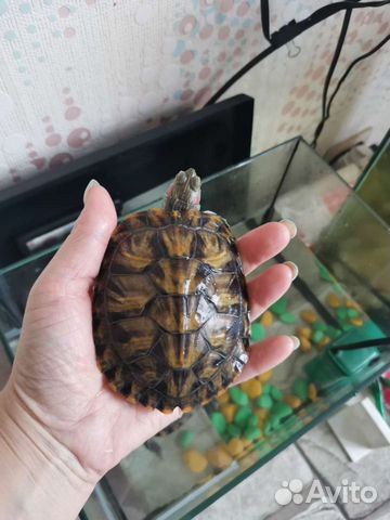 Красноухая черепаха