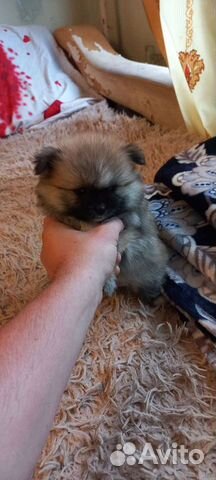 Щенки шпица