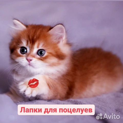 Роскошь золотого шиншилового окраса, ny11, дева