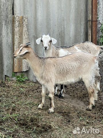 Козлята (нуб+альп) Козочки