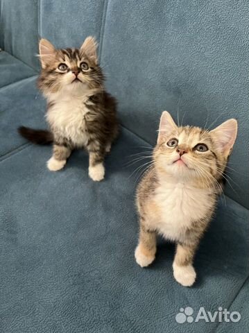 Отдам котят