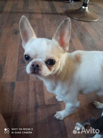 Чихуа мальчик вязка