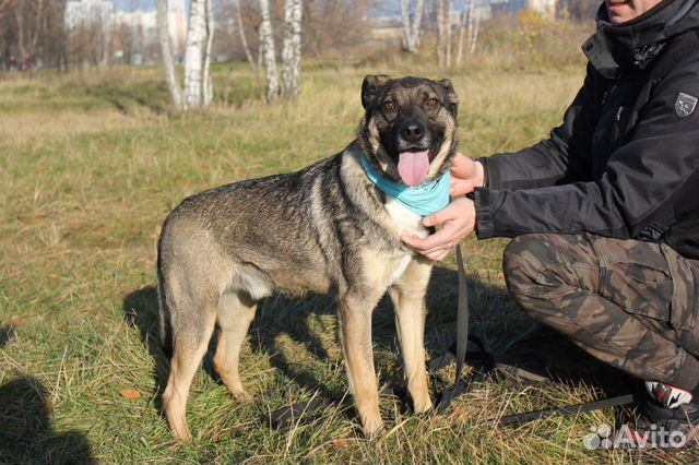 Добби ждет тебя в приюте