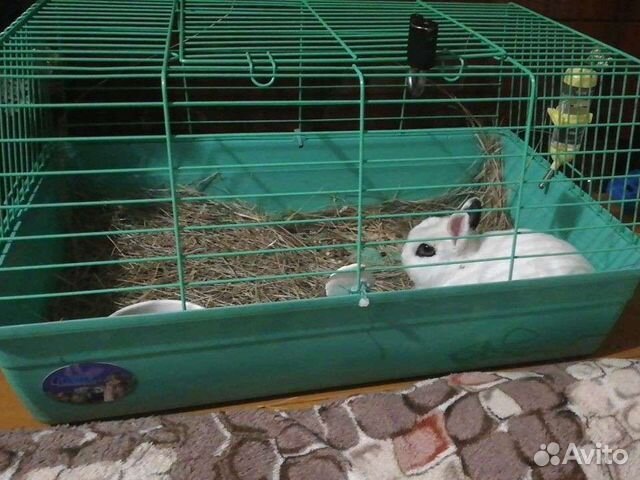 Декоративные кролики