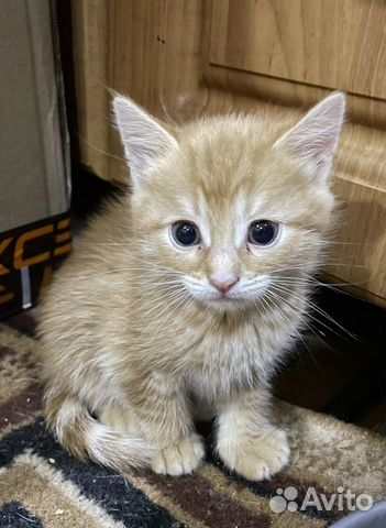 Сибирские котята