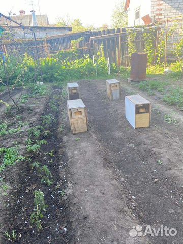 Пчелопакеты карпатка 2022