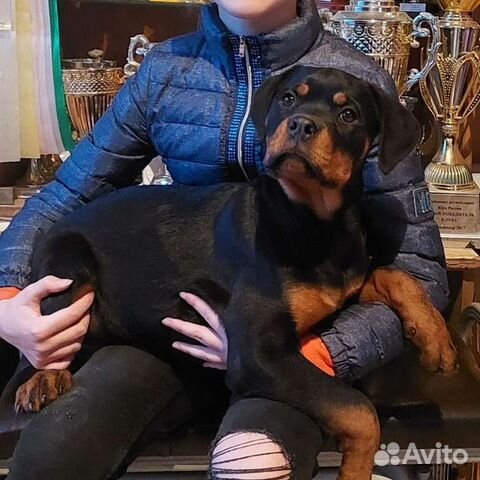 Щенки ротвейлера продажа