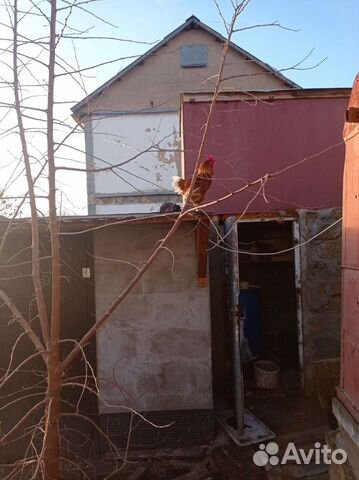 Продается петух