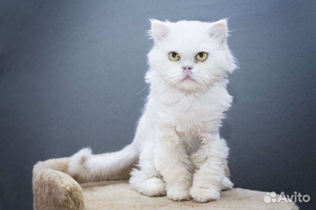 Персидский котик ласковый