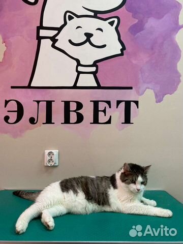Кот Тима