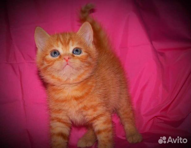 Плюшевый Британец Барри