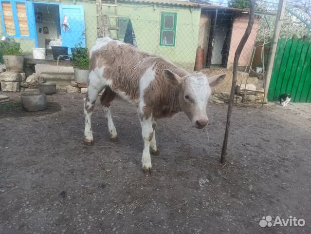 Телята бычки