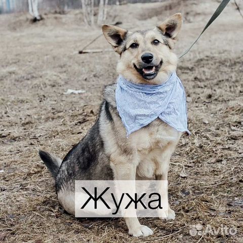 Жужа, небольшая и ласковая малышка