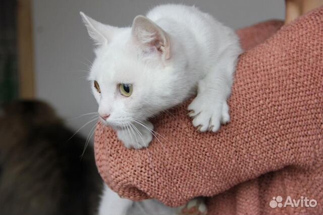 Белый котенок в добрые руки бесплатно