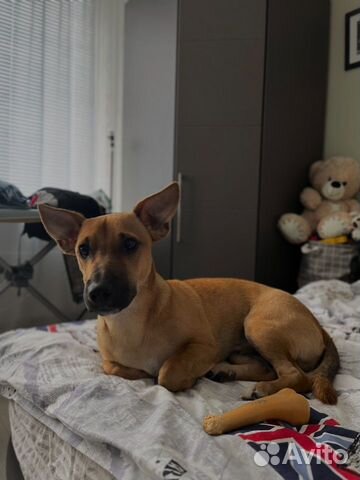 Щенок ищет семью, маленькая порода