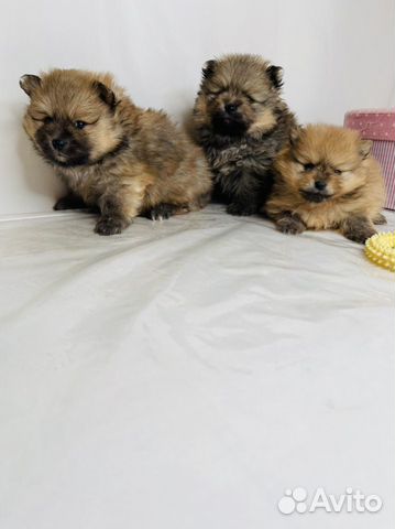 Померанский шпиц мишка мальчики