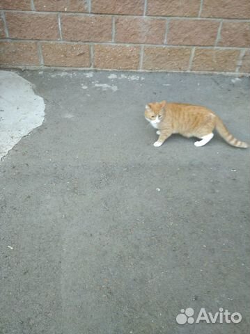 Кот кастрат