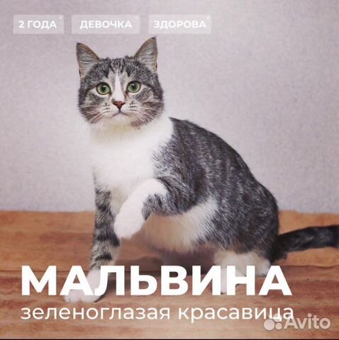 Кошка Мальвина ищет семью