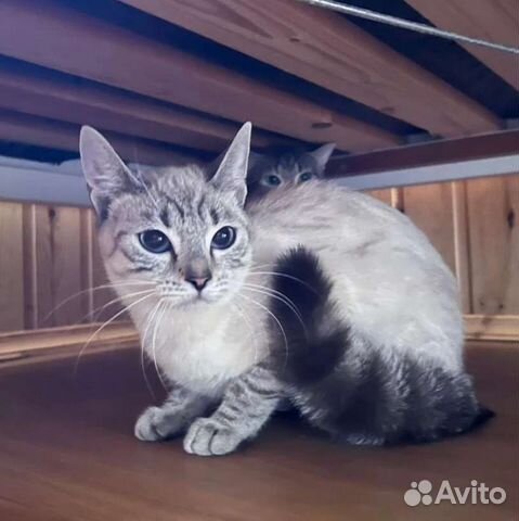 Кошка тайская(метис) в дар