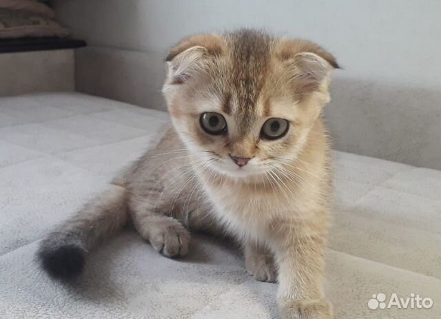 Шотландская вислоухая кошка