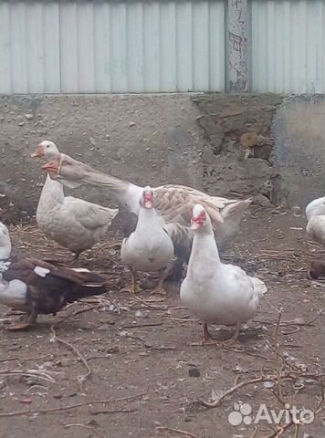 Гусаки холмогоры