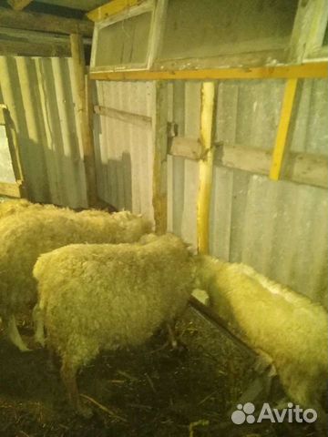 Овцы бараны