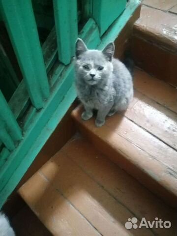 Котята ищут дом