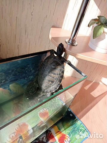 Красноухая черепаха