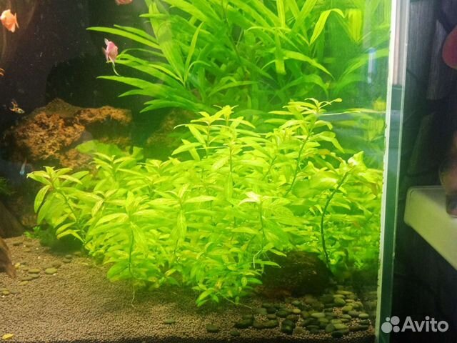 Аквариумные растения прополка
