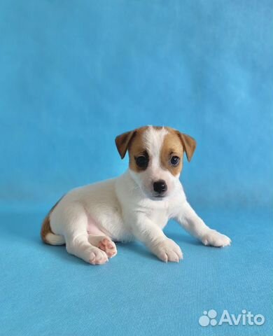 Наши любимые Джеки